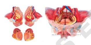 Female Pelvis with Muscles, Organs and Nerves Model - Paras Engineers