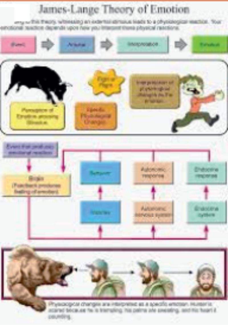 PSYCHOLOGY CHARTS (51) CHART - Paras Engineers